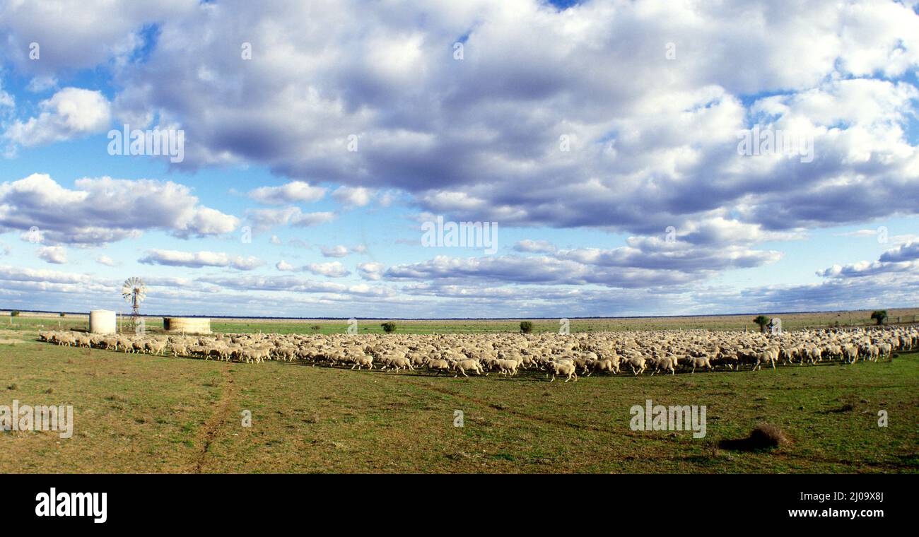 Hay new south wales hi-res stock photography and images - Alamy