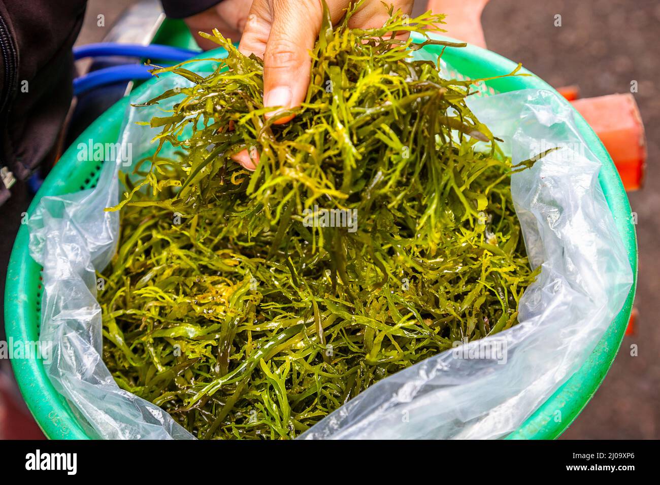 Bag of seaweed hi-res stock photography and images - Alamy
