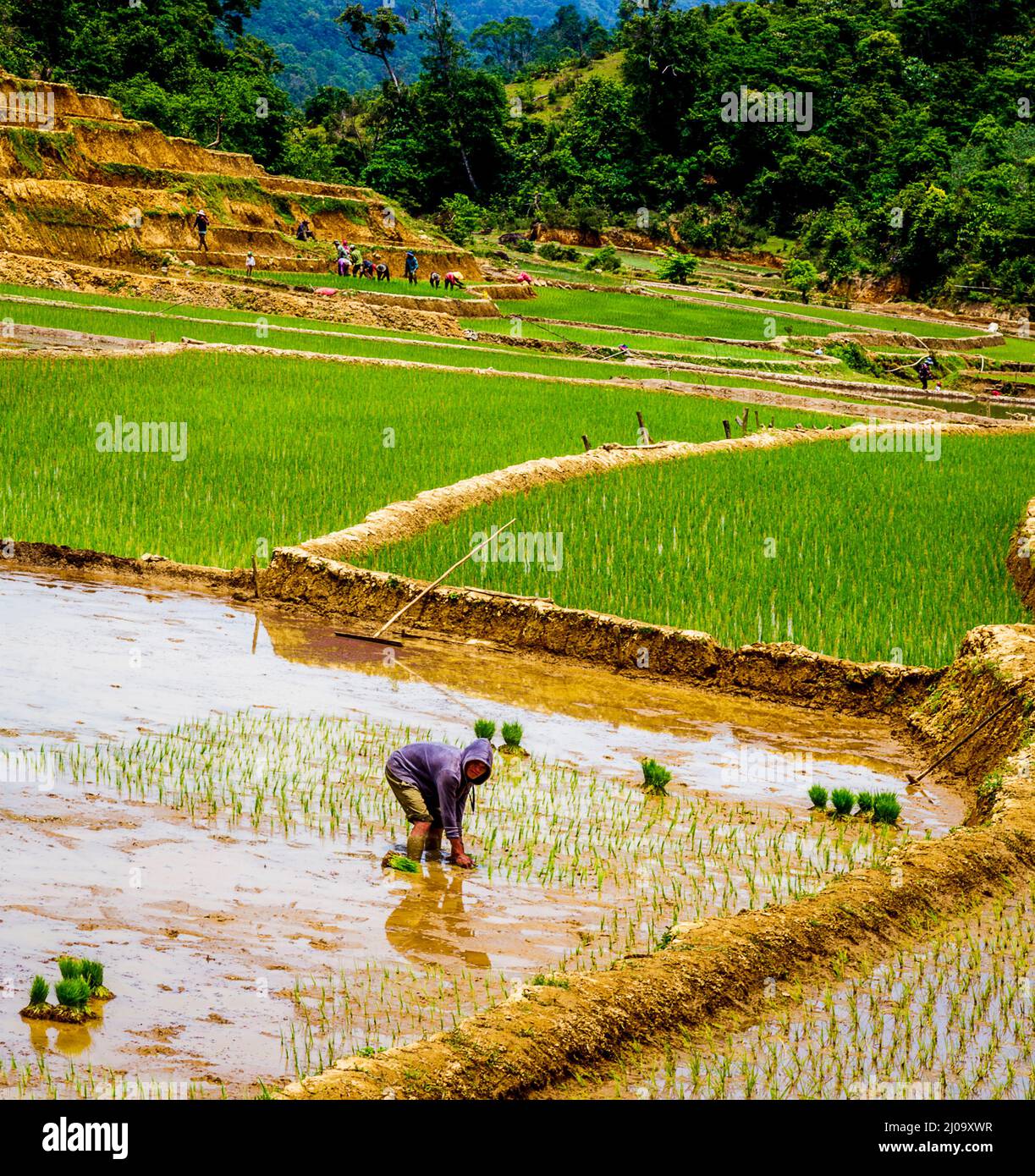 Vietnamese rice paddies hi-res stock photography and images - Alamy