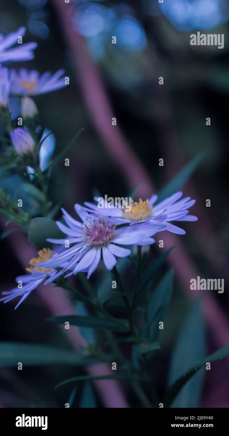 Front view of a nice daisy plant with three flowers in focus with a ...