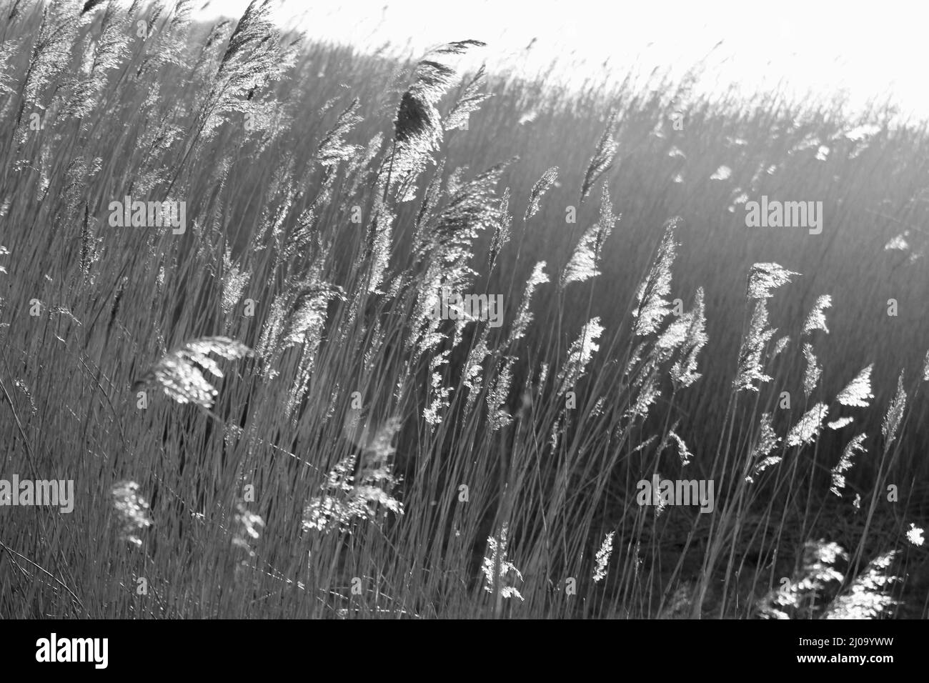 Grayscale view of a common reed grass growing in the field on a sunny ...