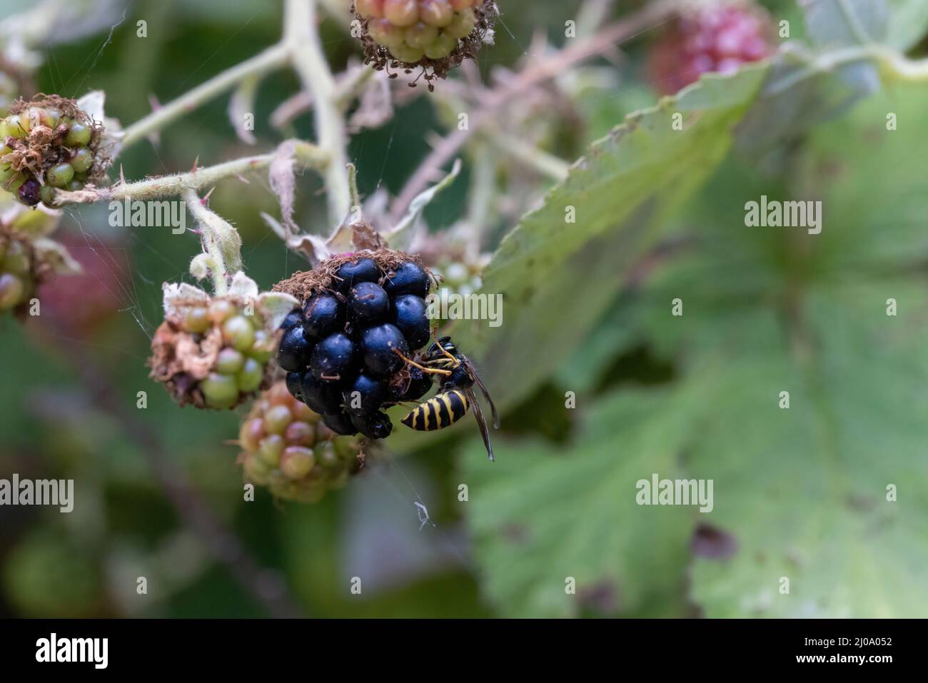 berries growing in summer on blackberry vine Stock Photo - Alamy