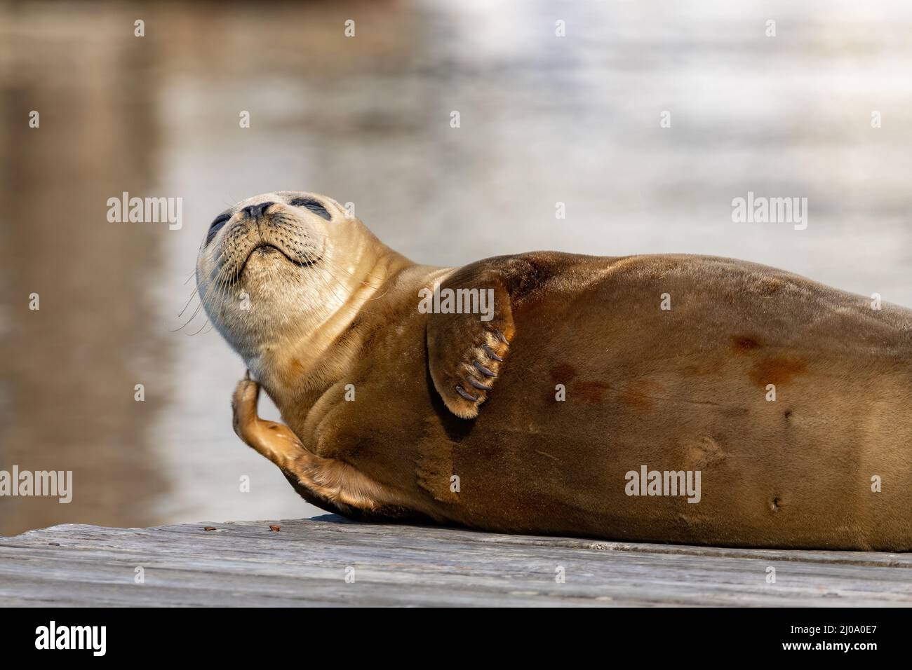 Seal scratching its head hi-res stock photography and images - Alamy