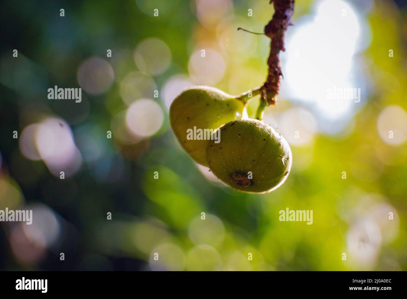Wild fig tree hi-res stock photography and images - Alamy