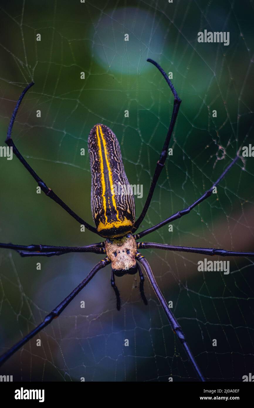 Vertical close-up of a giant Golden Orb Web spider (Nephila pilipes) on ...