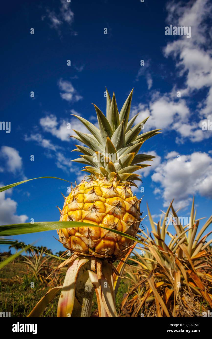 An upward view of a ripe pineapple, Ananas comosus, in a field on Maui ...