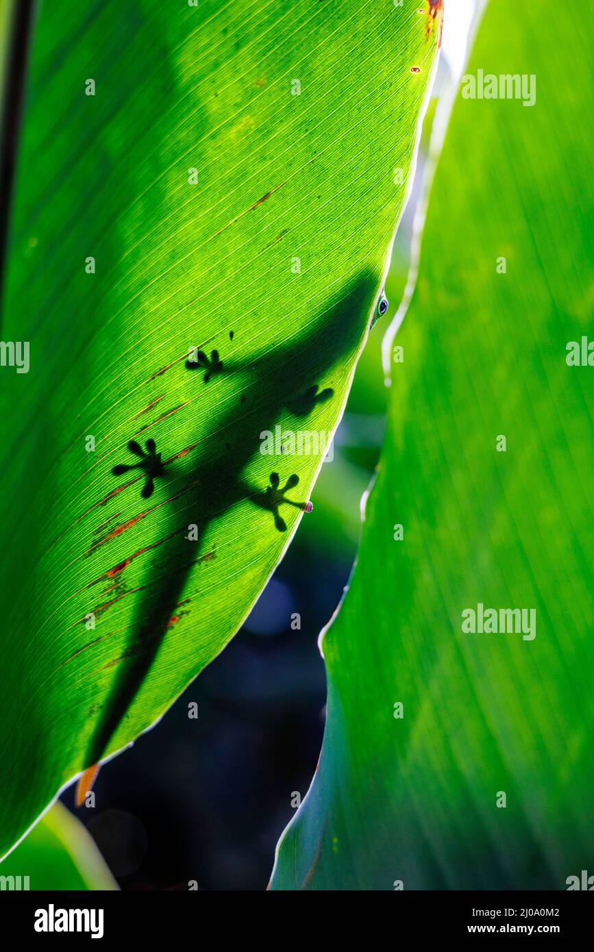 Kauai gecko hi-res stock photography and images - Alamy