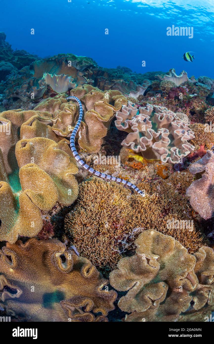 The banded Sea Krait or Yellow-lipped Sea Krait, Laticauda colubrina ...