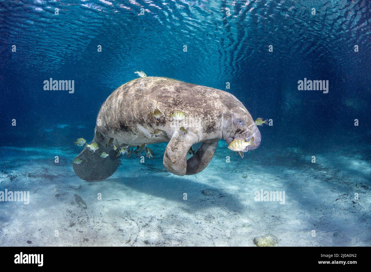 Endangered Florida Manatee, Trichechus manatus latirostris, at Three ...