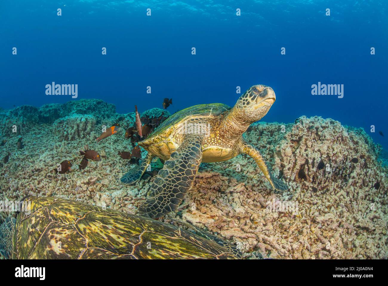 These green sea turtles, Chelonia mydas, an endangered species, are ...
