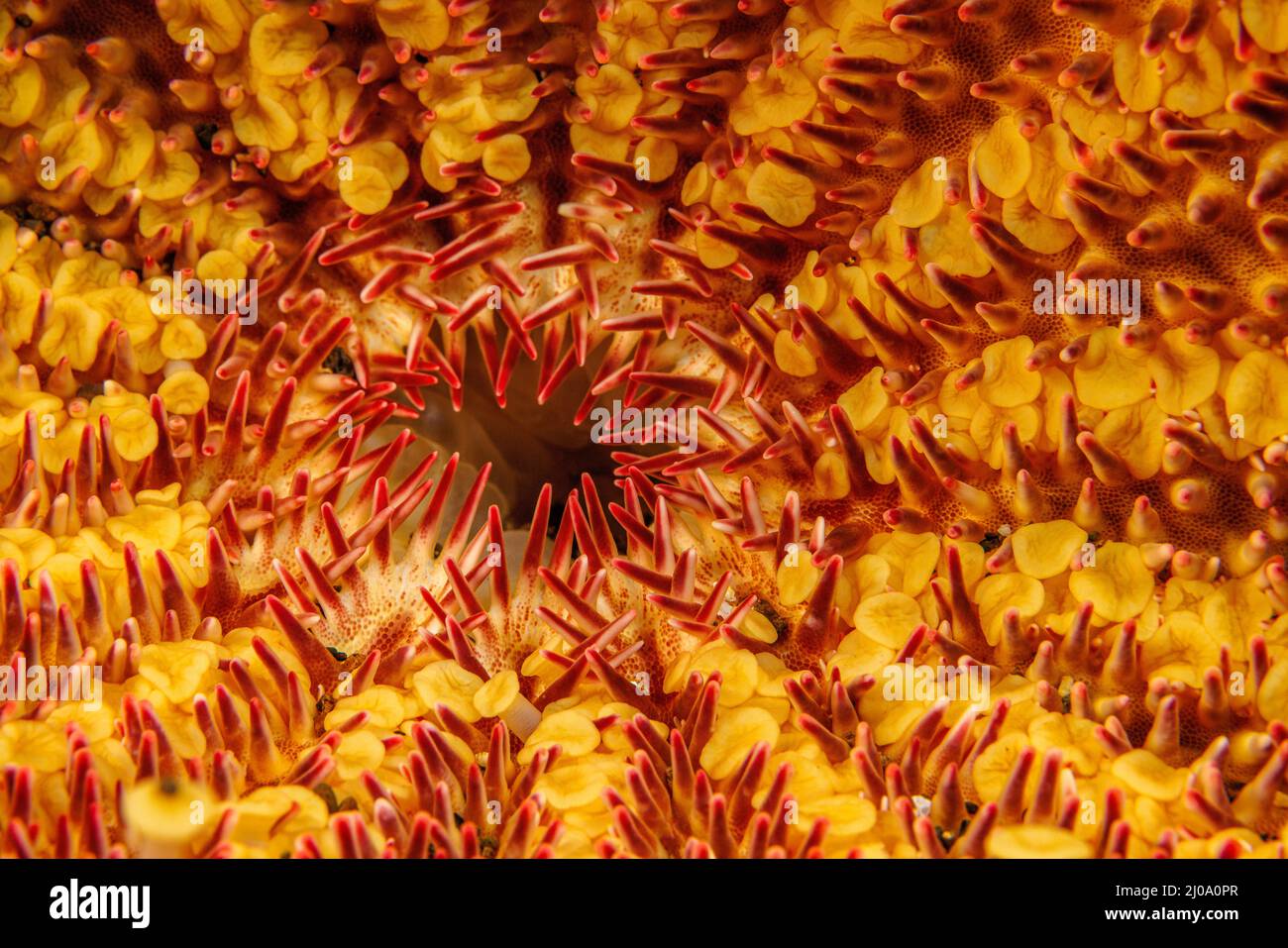 Crown of thorns starfish hawaii hi-res stock photography and images - Alamy