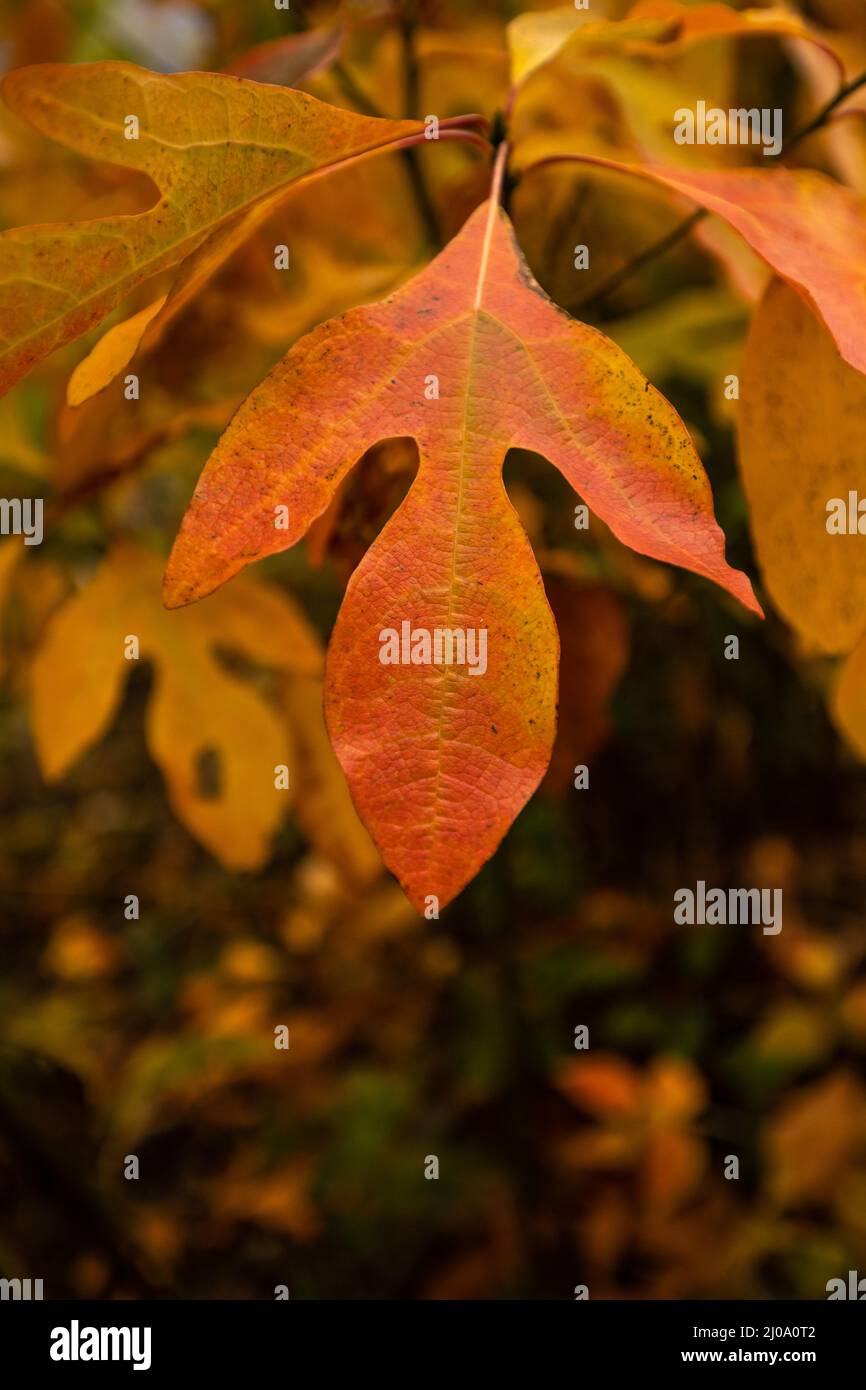 Sassafras leaf hi-res stock photography and images - Alamy