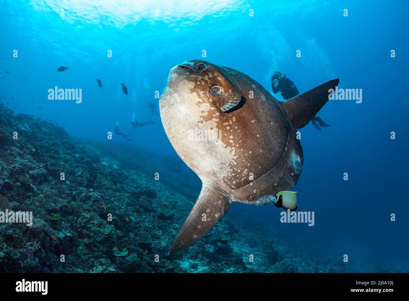 V11157 hi-res stock photography and images - Alamy