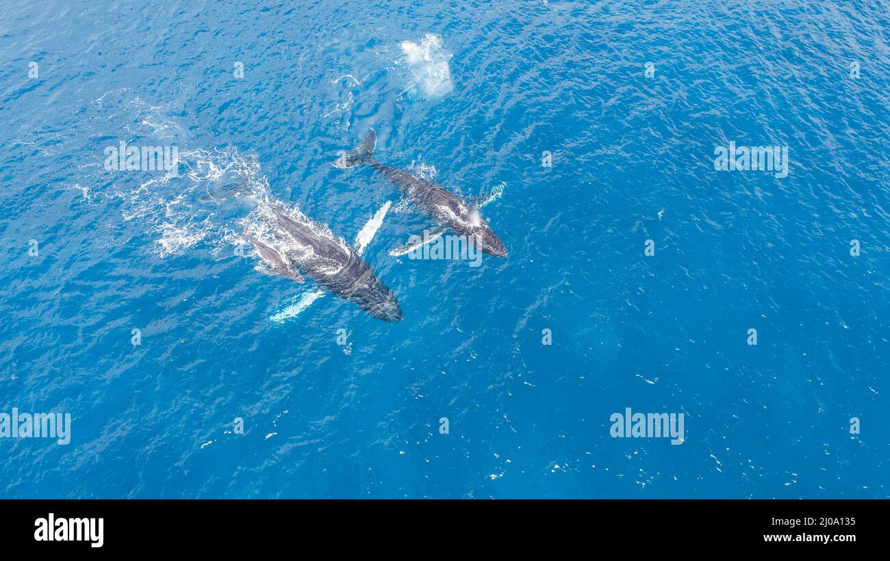 An aerial view of a humpback whale, Megaptera novaeangliae, mother ...