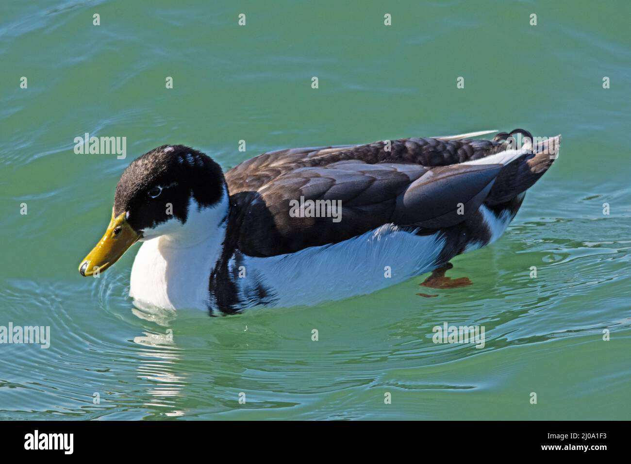Muscovy cross Mallard Duck non breeding colours Stock Photo - Alamy