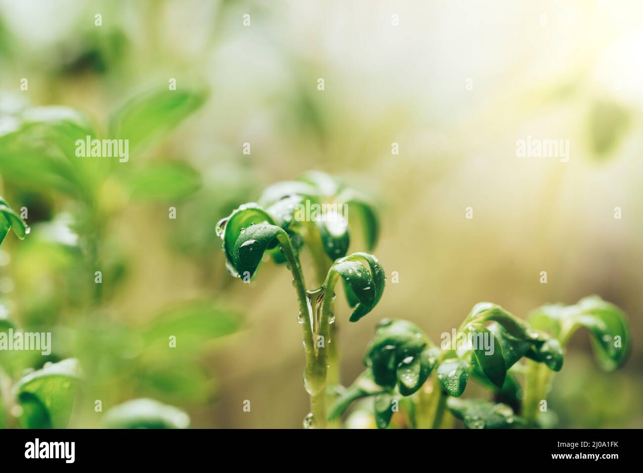 Young shoots of parsley in the sun Stock Photo - Alamy
