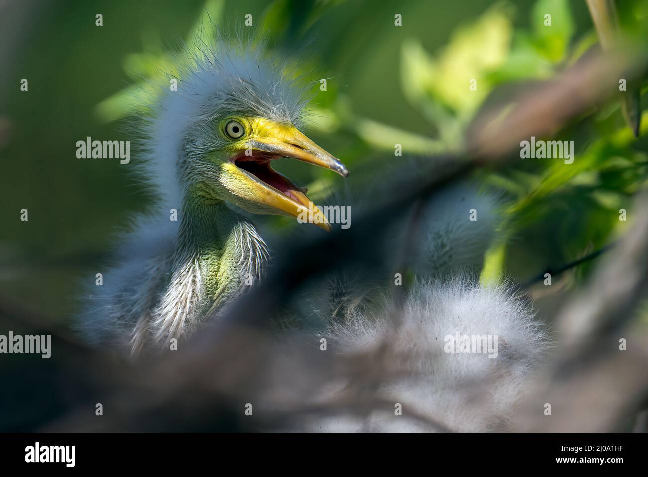 Orlando, USA. 17th Mar, 2022. A recently hatched baby Egret bird in a ...