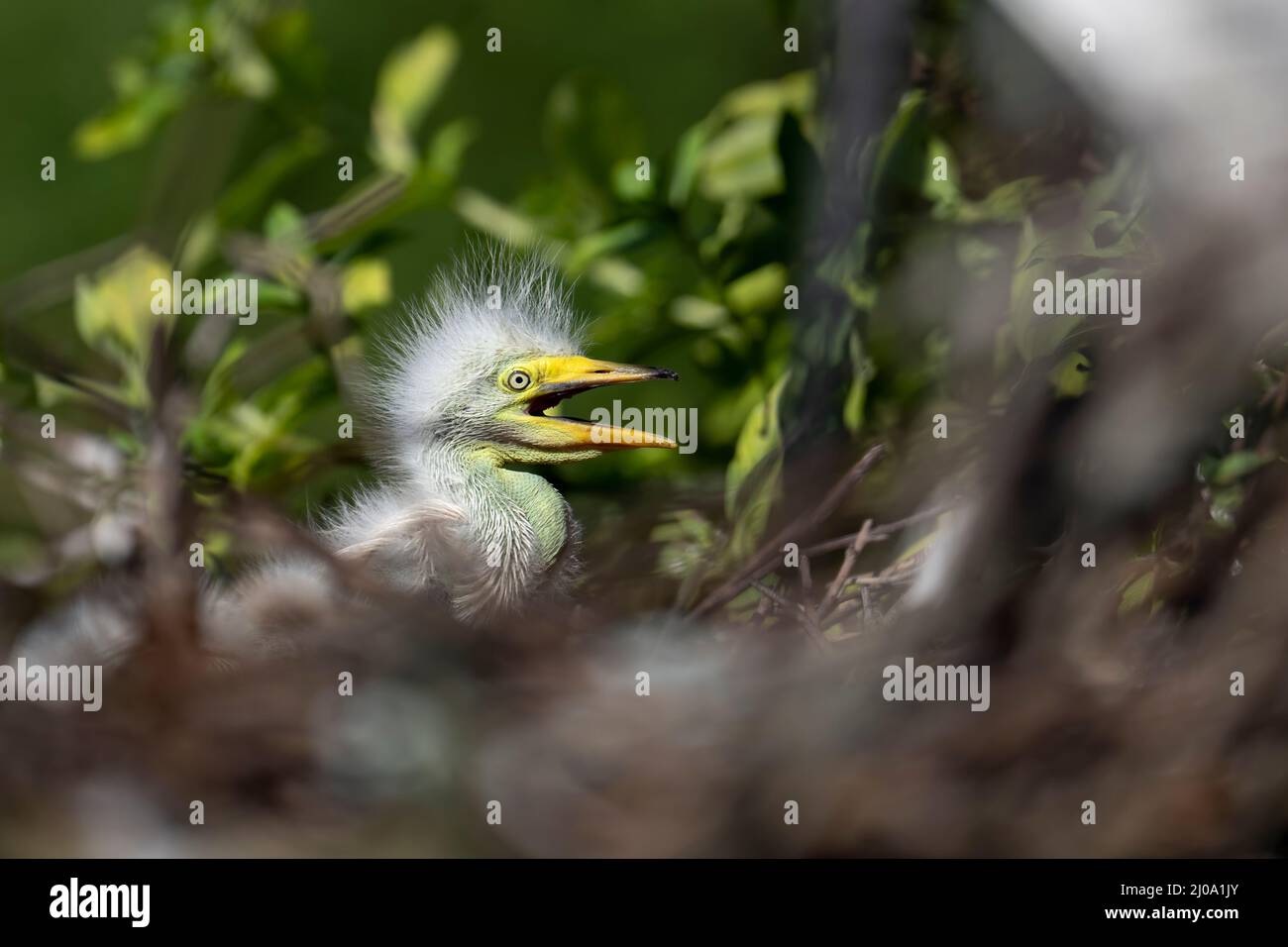 Orlando, USA. 17th Mar, 2022. A recently hatched baby Egret bird in a ...