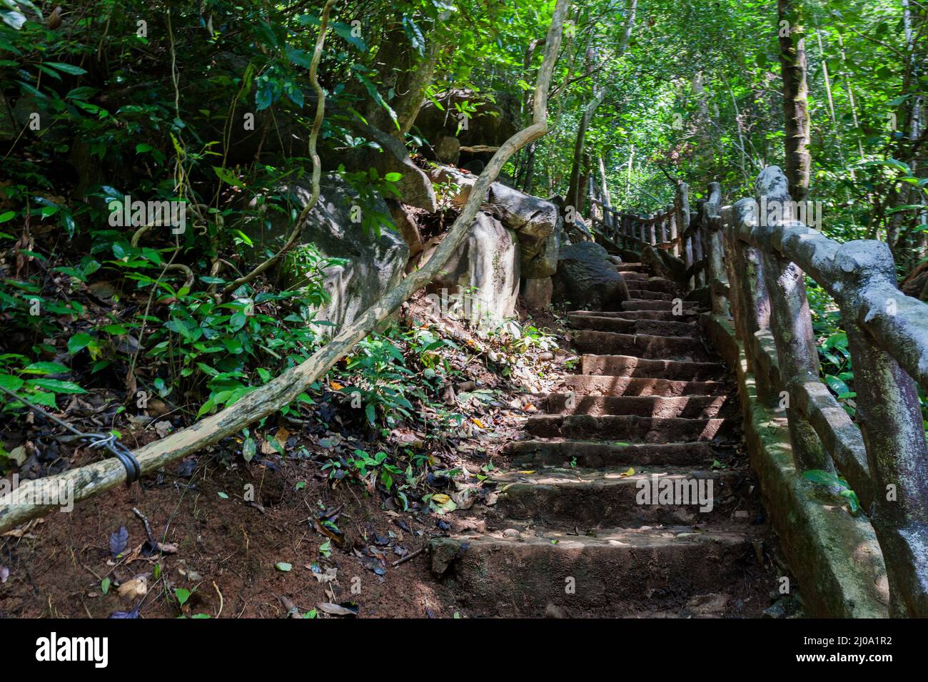 Staircase in the forest Stock Photo - Alamy