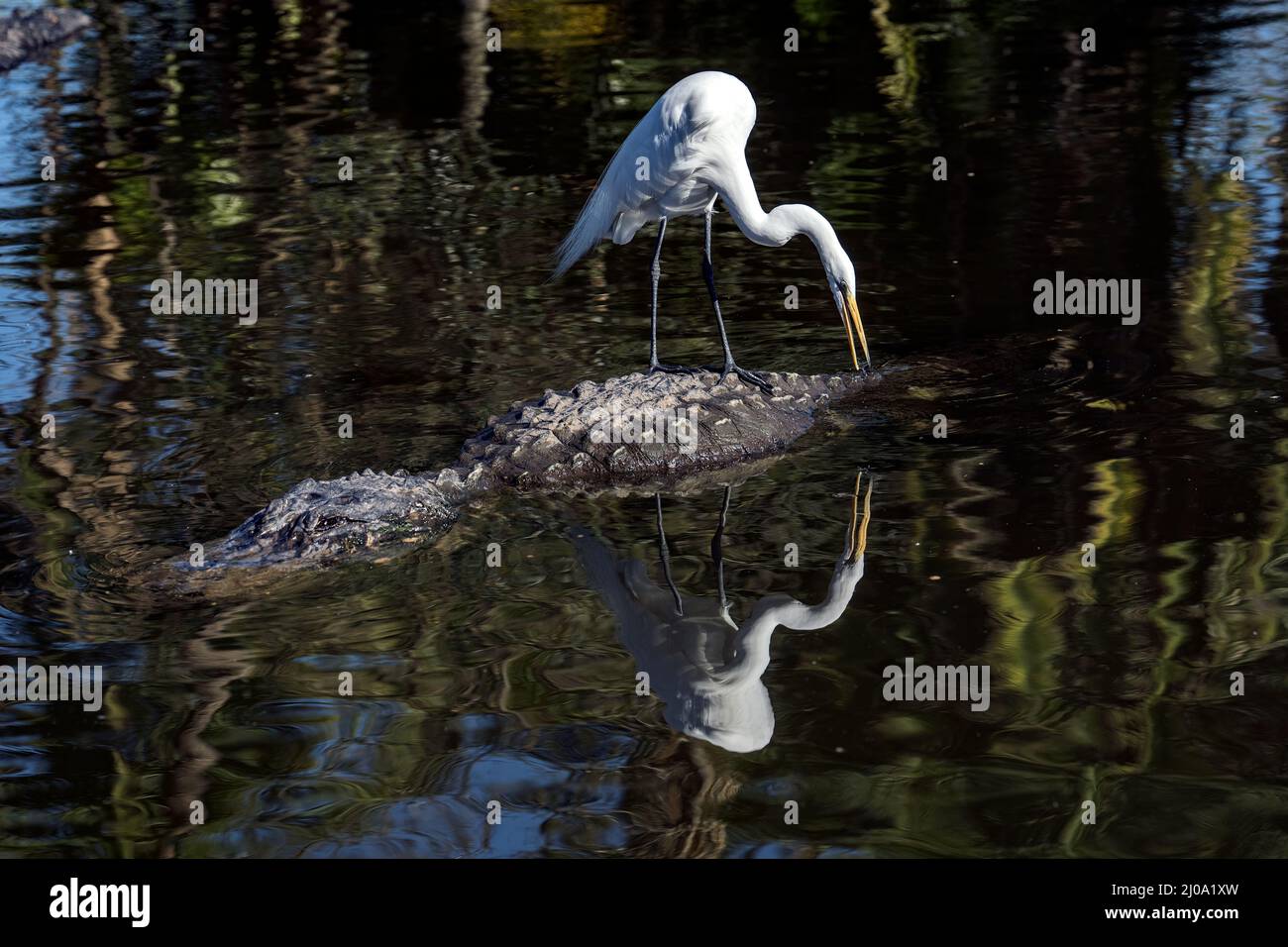 Orlando, USA. 17th Mar, 2022. A great egret riding an alligator at ...