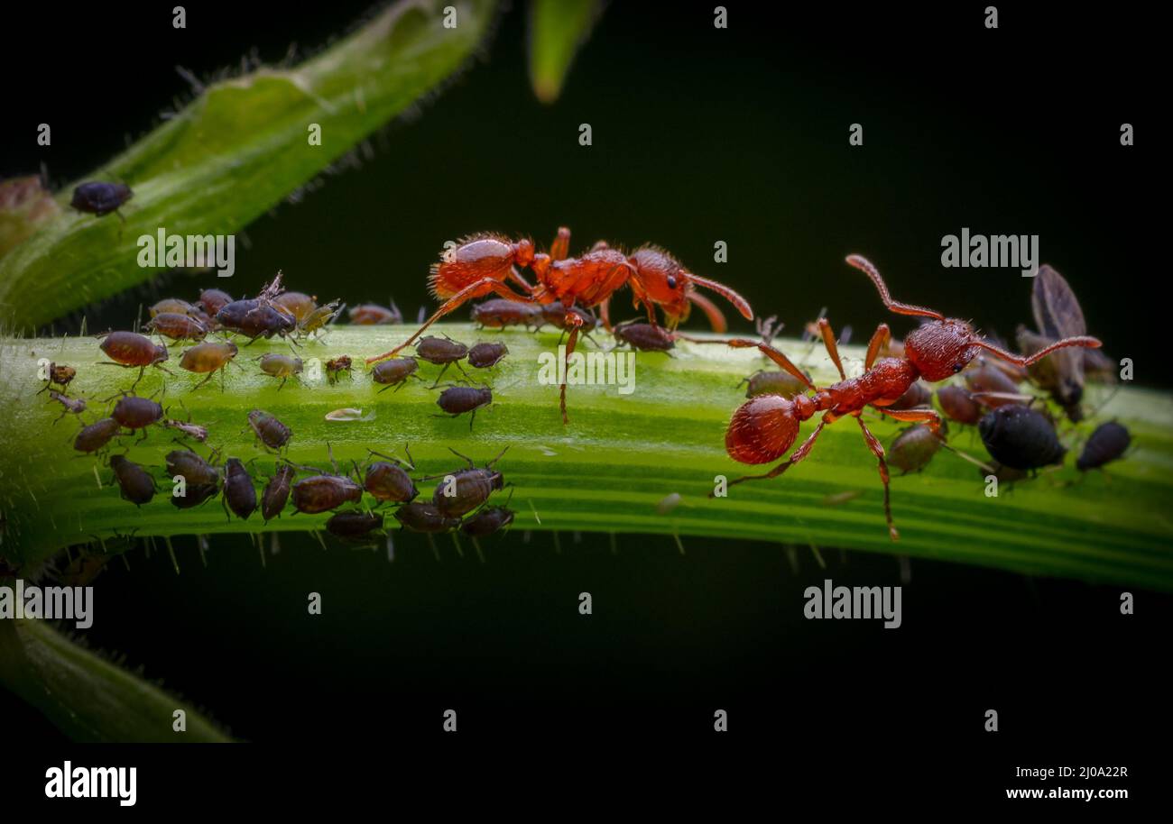 Red ants on aphids hi-res stock photography and images - Alamy