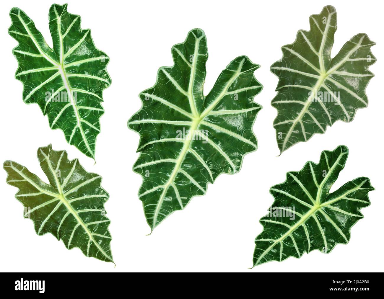 Alocasia Amazonica, more commonly known as the Alocasia Polly plant ...