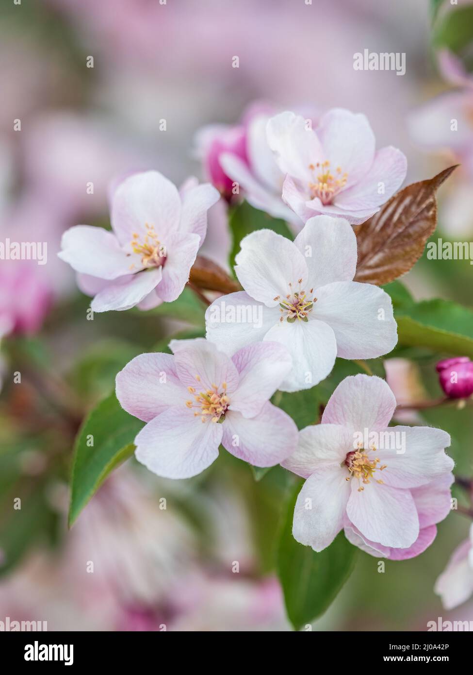 Fresh pink flowers of a blossoming apple tree with blured background ...