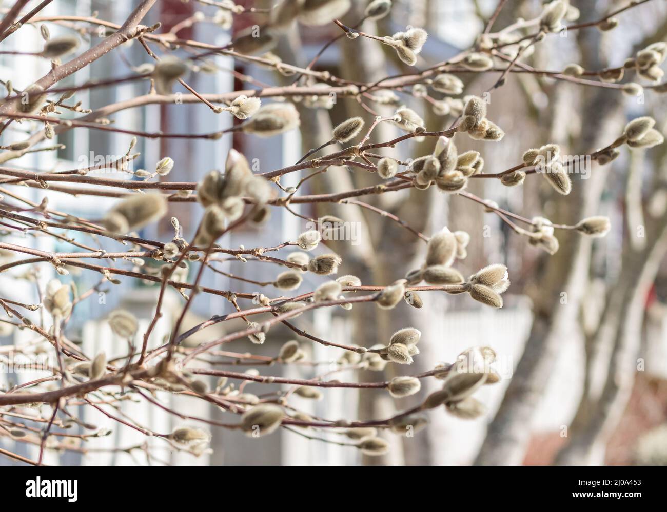 Tree buds in spring. Young buds on branches against blurred background ...