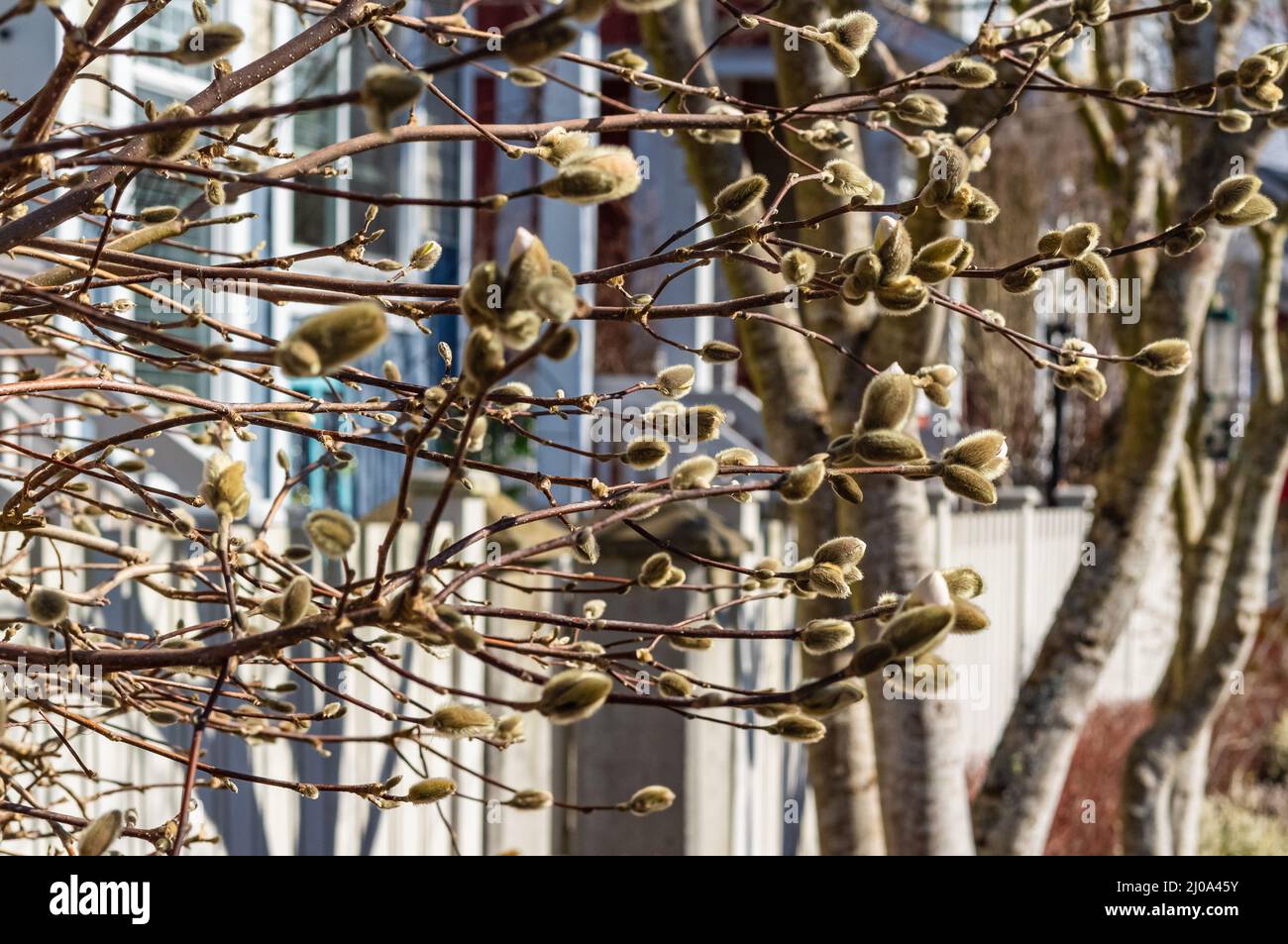 Tree buds in spring. Young buds on branches against blurred background ...