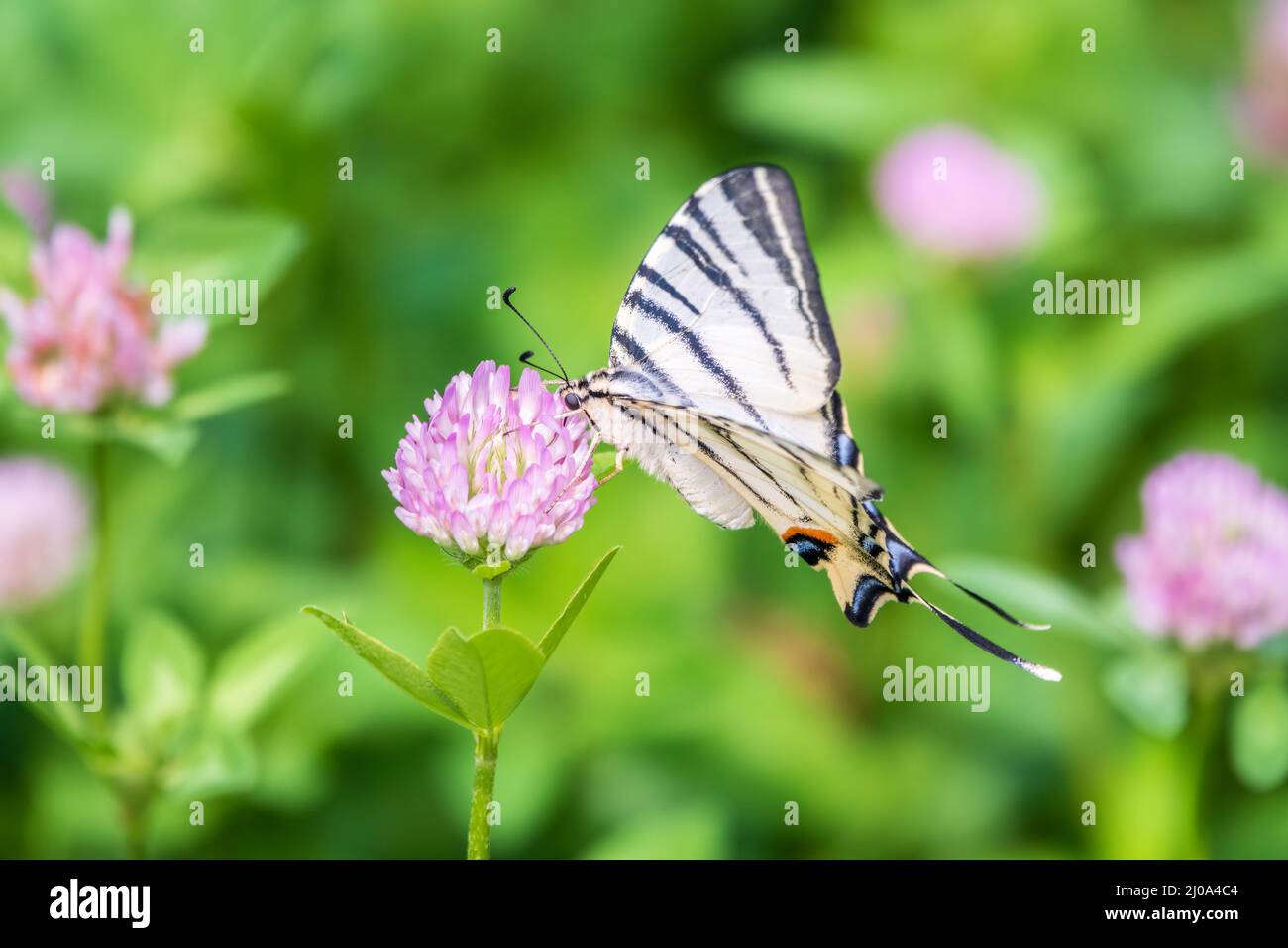 Beautiful Butterfly Scarce Swallowtail, Sail Swallowtail, Pear-tree ...