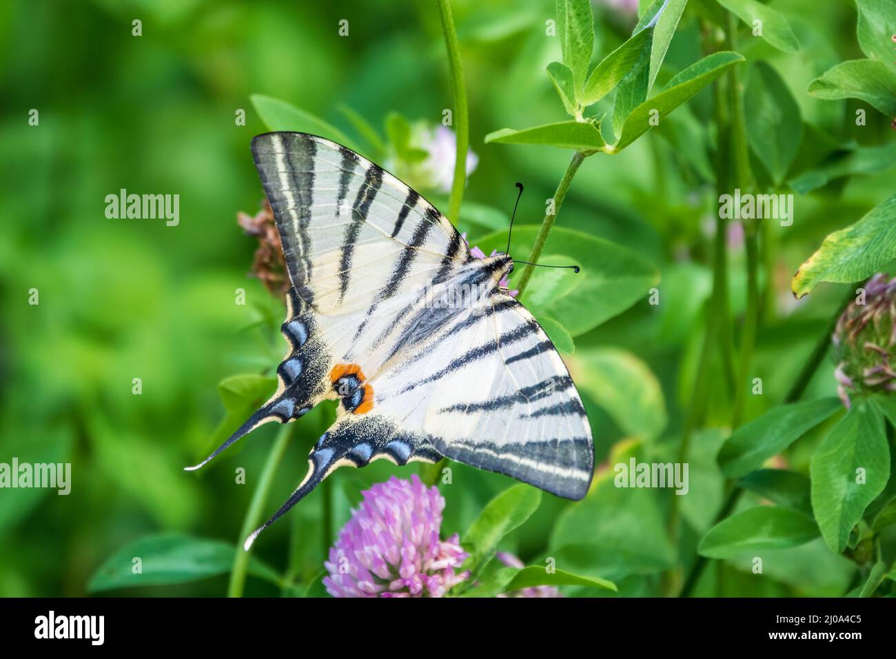 Beautiful Butterfly Scarce Swallowtail, Sail Swallowtail, Pear-tree ...