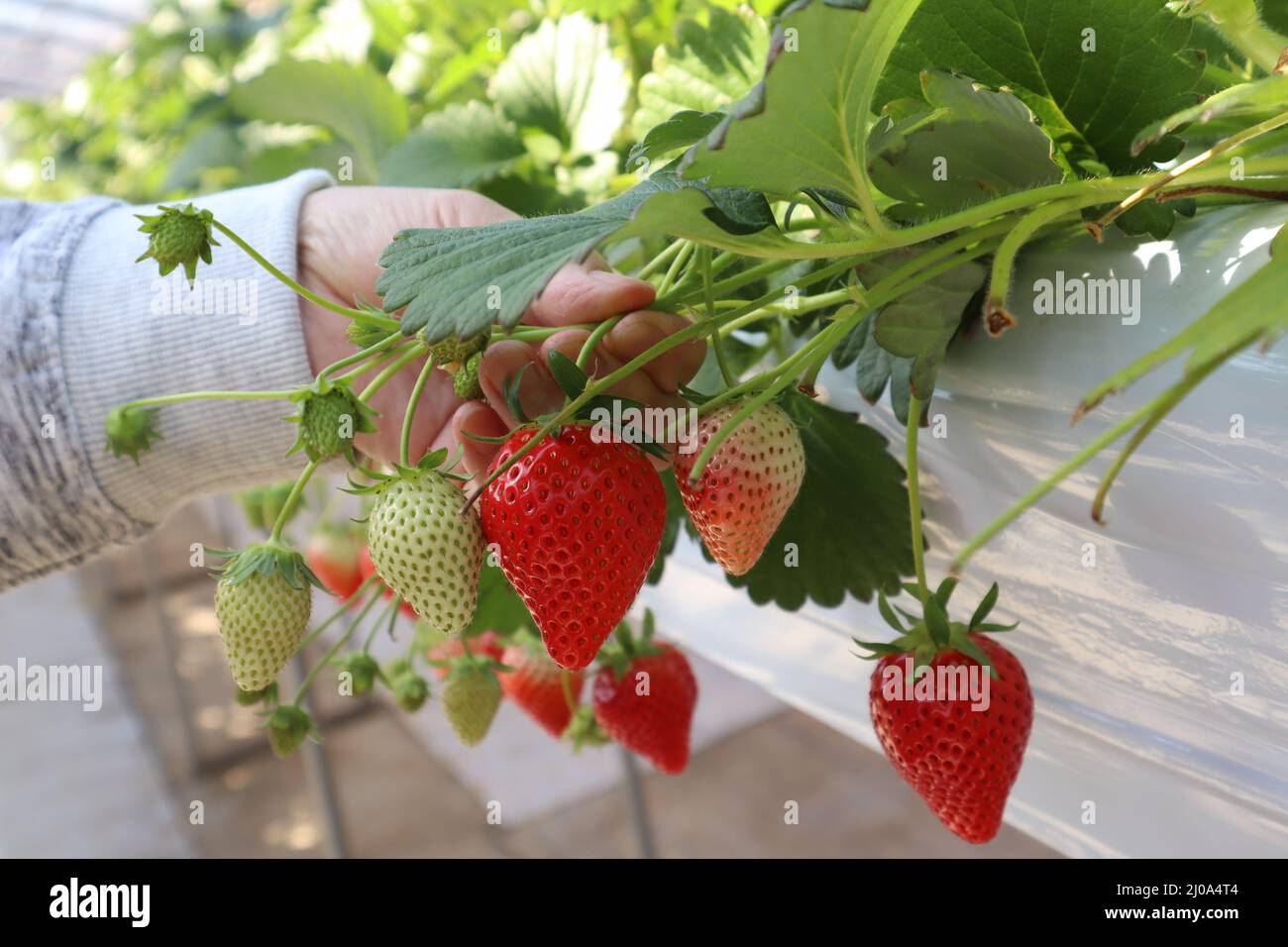 Hand picking strawberry hi-res stock photography and images - Alamy