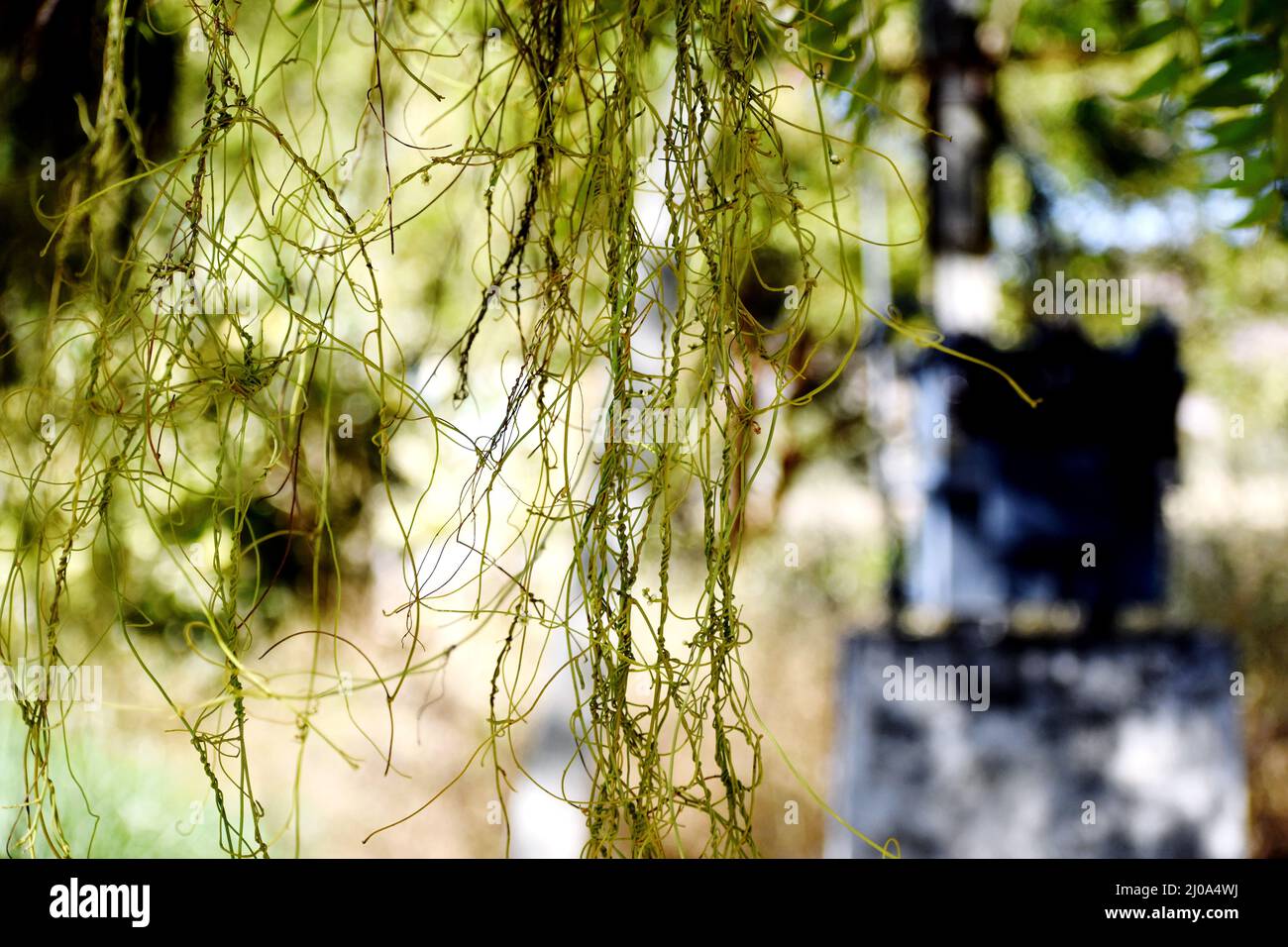 Green creepers hi-res stock photography and images - Alamy