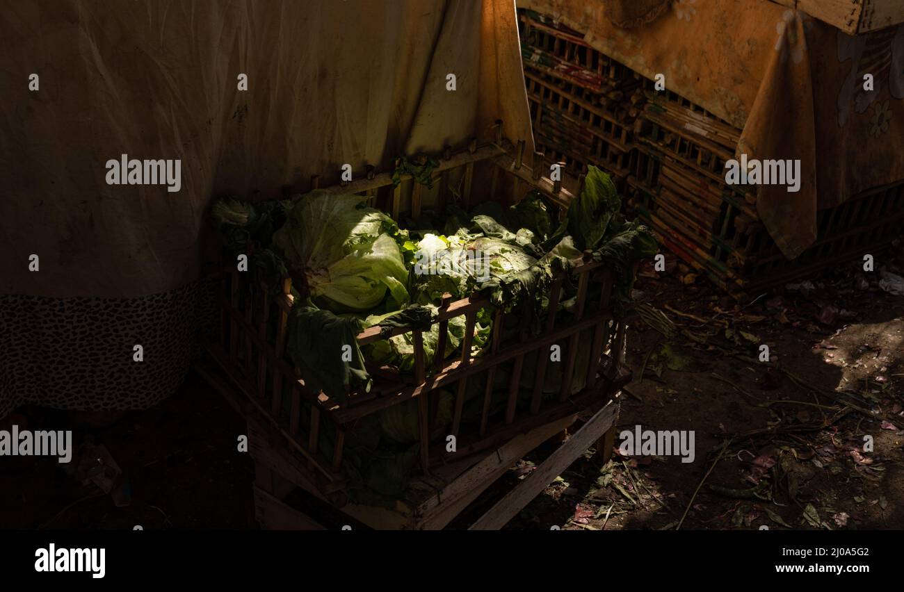 Cabbage vegetable box hi-res stock photography and images - Alamy