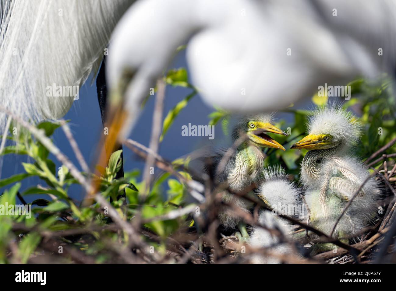 Orlando, USA. 17th Mar, 2022. A recently hatched baby Egret birds seen ...