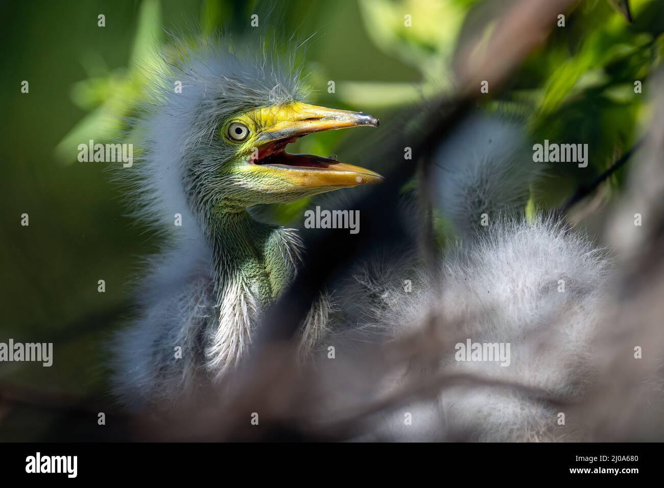 Orlando, USA. 15th Mar, 2019. A recently hatched baby Egret bird seen ...