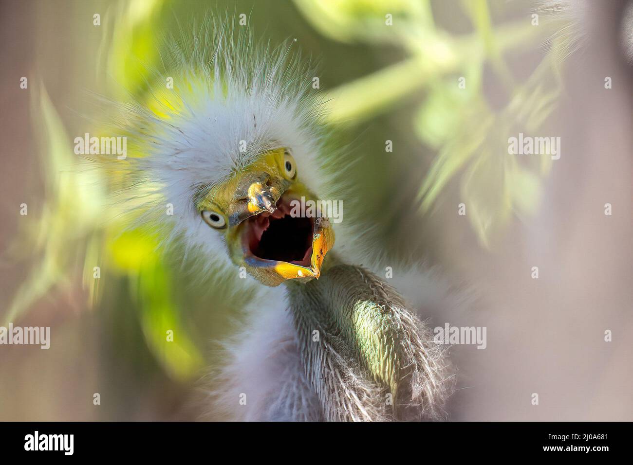 Orlando, USA. 17th Mar, 2022. A recently hatched baby Egret bird seen ...