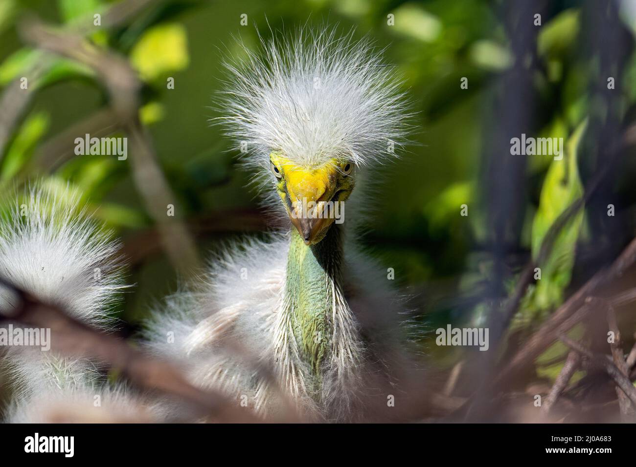 Orlando, USA. 17th Mar, 2022. A recently hatched baby Egret bird seen ...