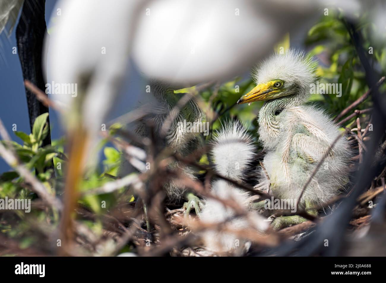 Orlando, USA. 17th Mar, 2022. A recently hatched baby Egret birds seen ...
