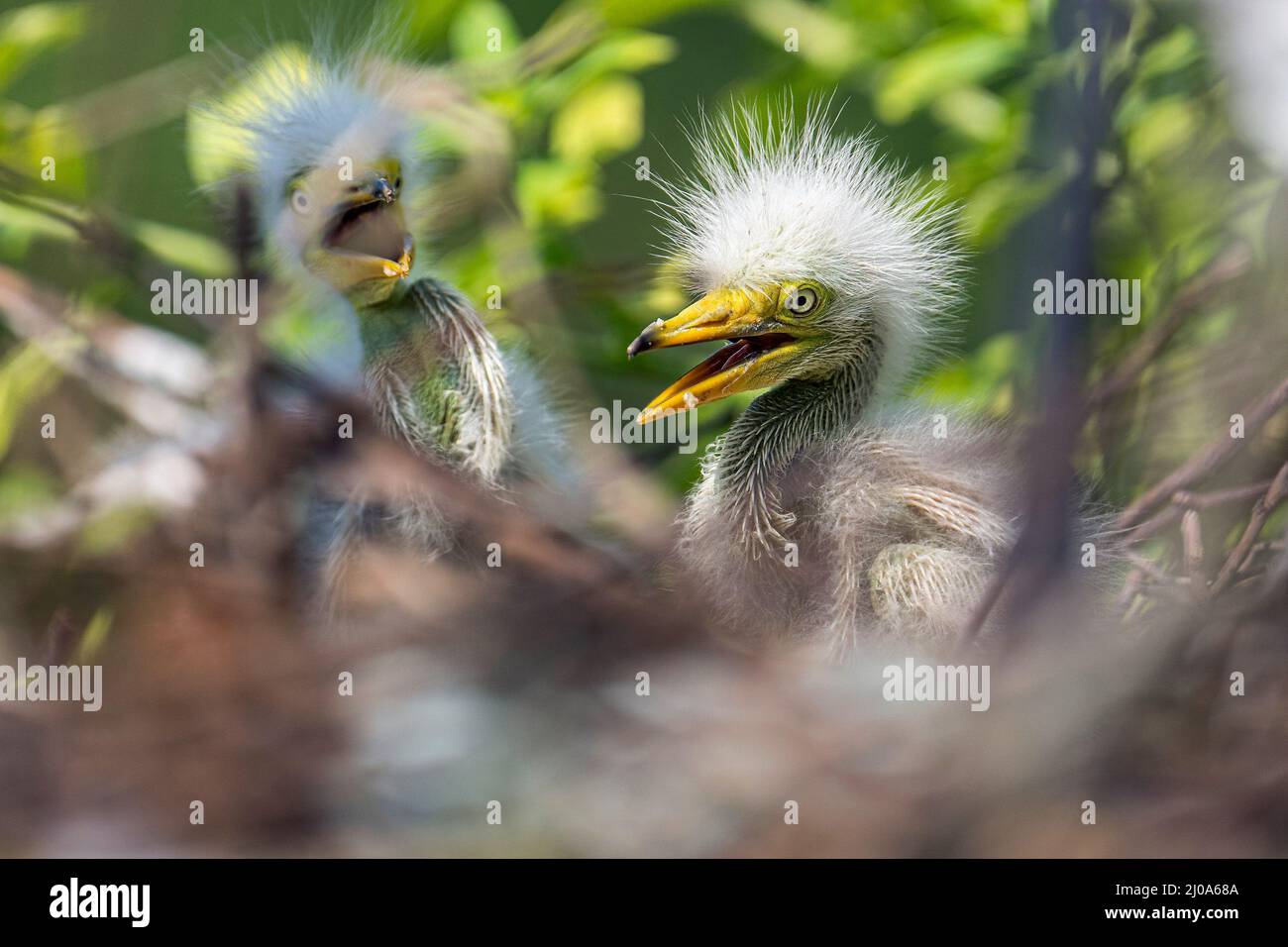 Orlando, USA. 17th Mar, 2022. A recently hatched baby Egret birds seen ...