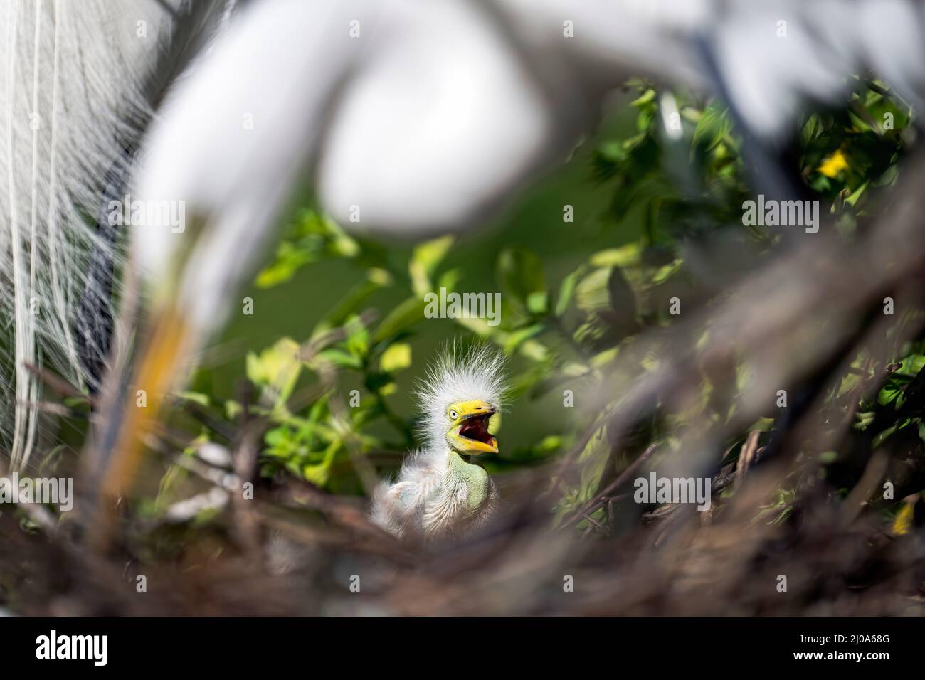 Orlando, USA. 17th Mar, 2022. A recently hatched baby Egret bird seen ...