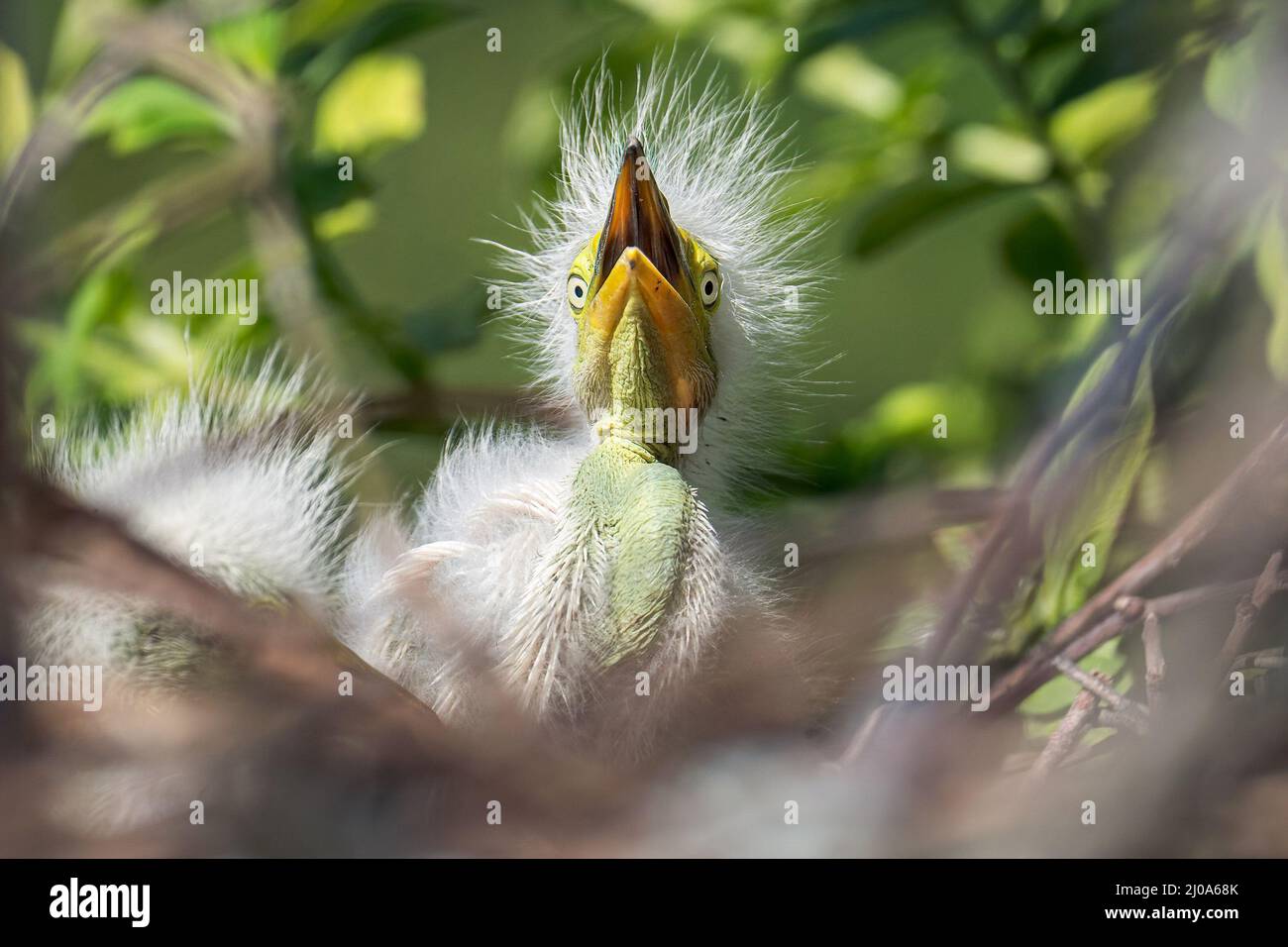 Orlando, USA. 17th Mar, 2022. A recently hatched baby Egret bird seen ...