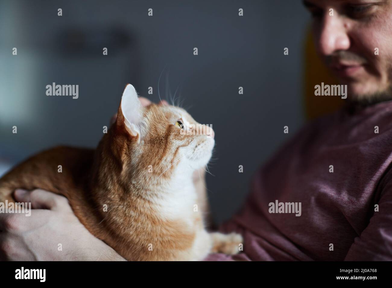 A beautiful ginger cat in the arms of its owner. Taking care of pets ...