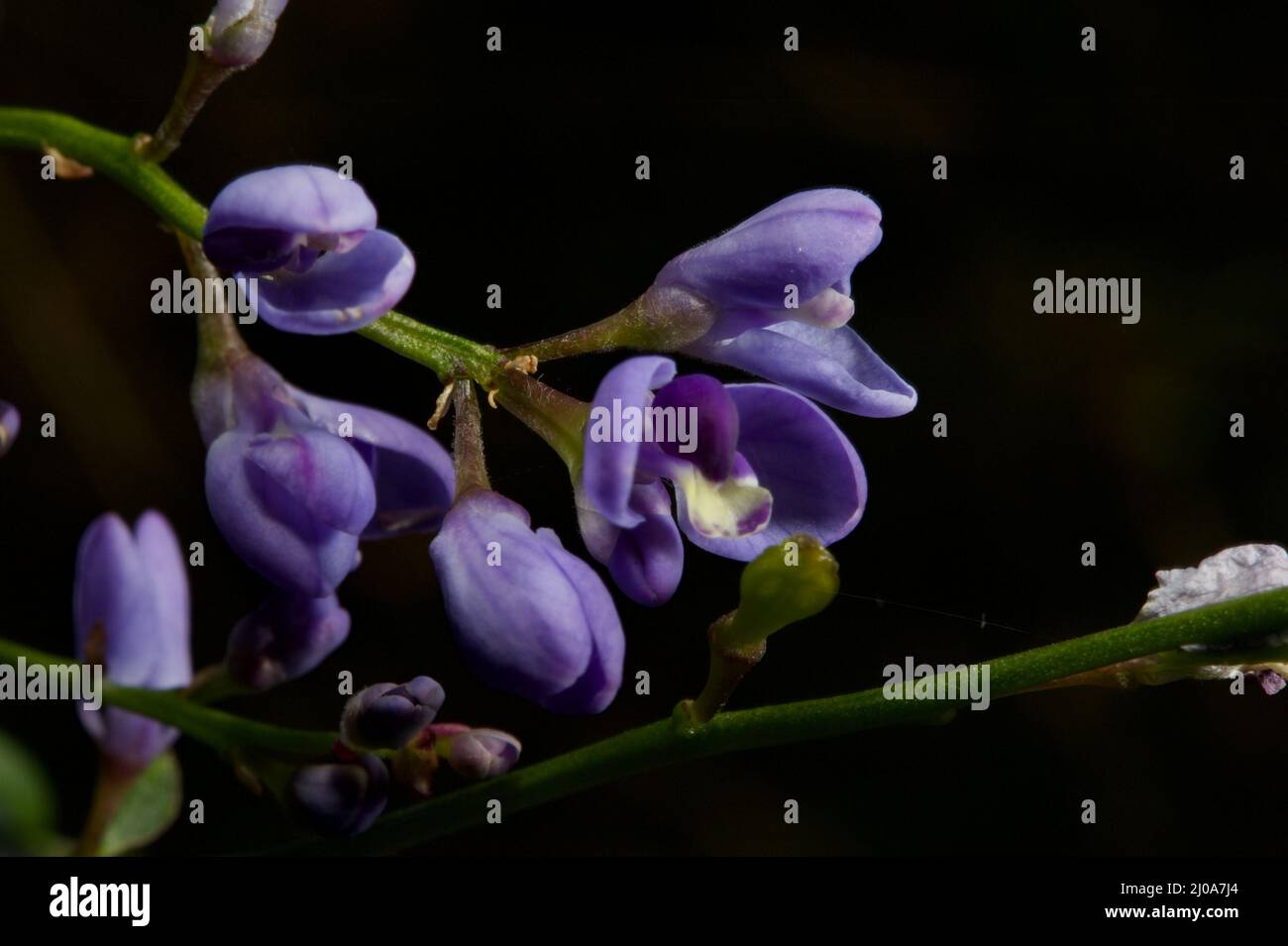 Love Creeper (Comesperma Volubile) twines itself around branches and ...