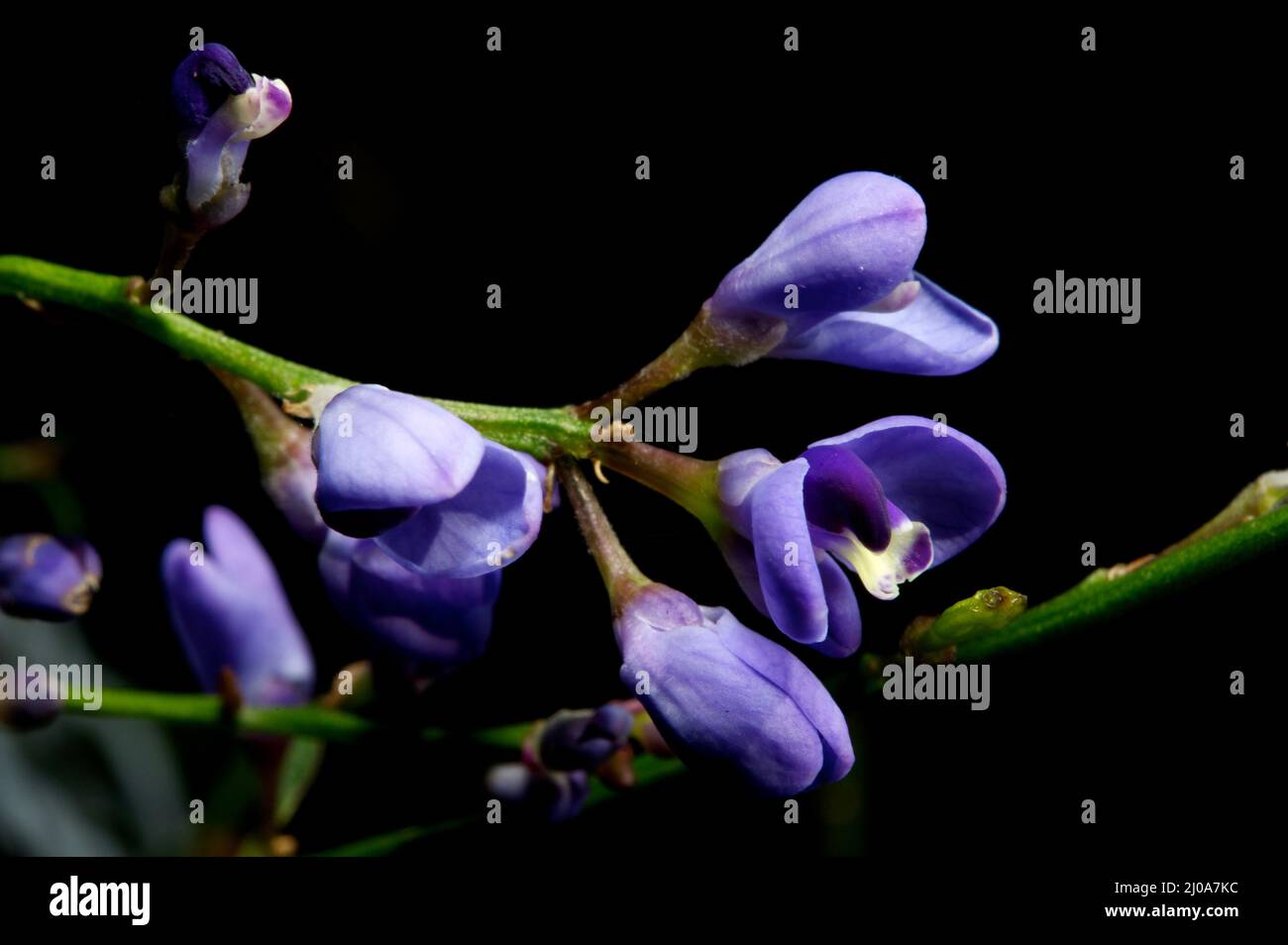 Love Creeper (Comesperma Volubile) twines itself around branches and ...