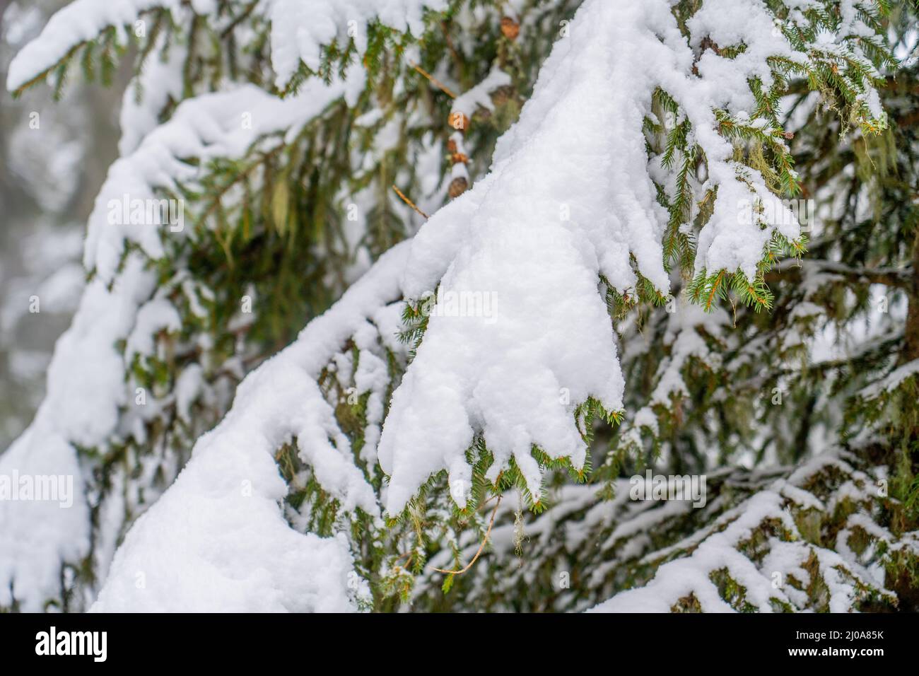 Big spruce trees in the winter forest covered with lots of snow. High ...