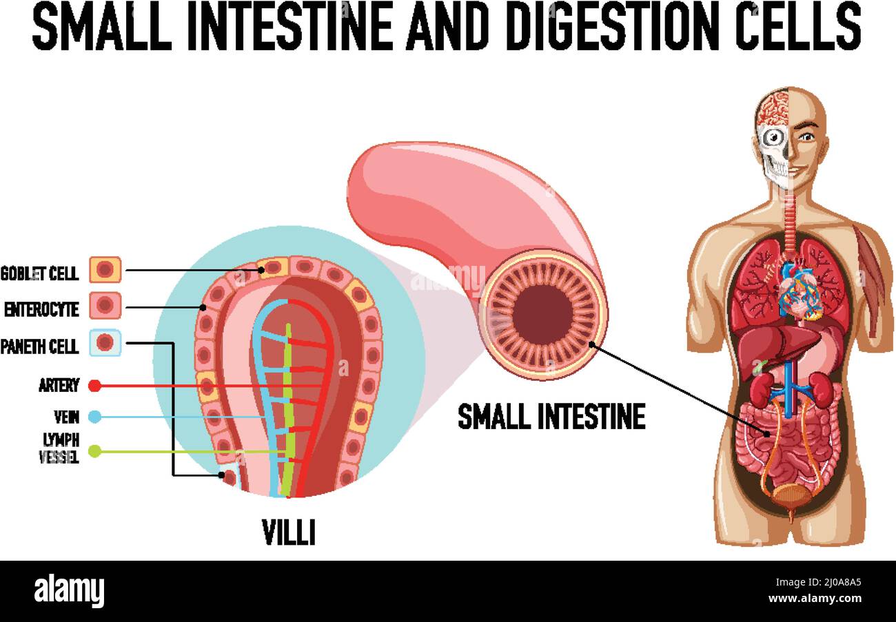 Diagram showing small intestine and digestion cells illustration Stock ...