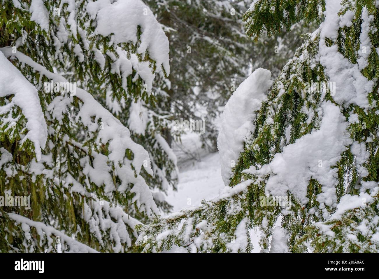 Big spruce trees in the winter forest covered with lots of snow. High ...