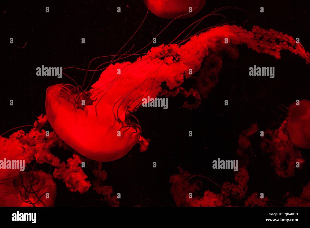 Red Light Bright Transparent Jelly Fish Aquarium Stock Photo - Alamy