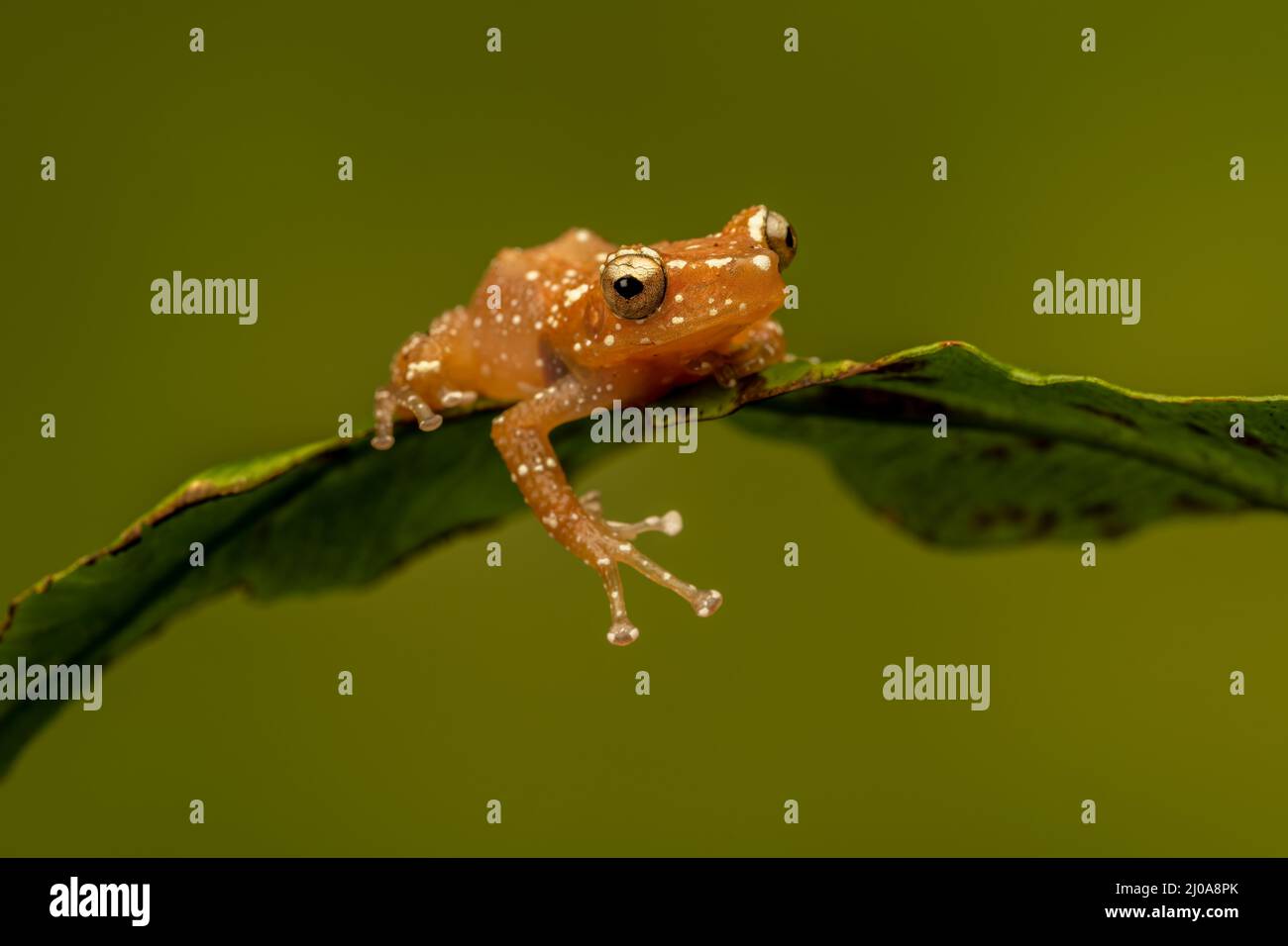 A Cinnamon Tree Frog, (Nyctixalus pictus), at rest on a green leaf ...